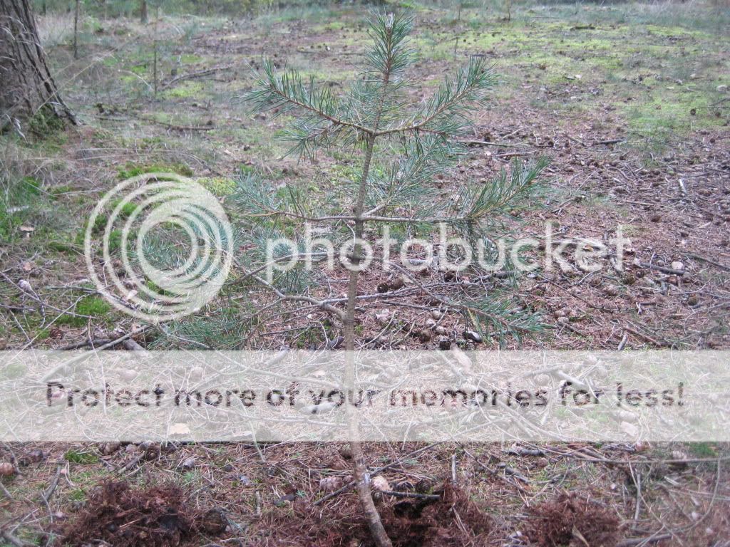 How exactly do you develop good taper? | Bonsai Nut