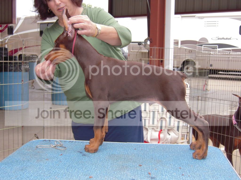 Perrin 12 week Stacked pictures! | Doberman Forum : Doberman Breed Dog ...