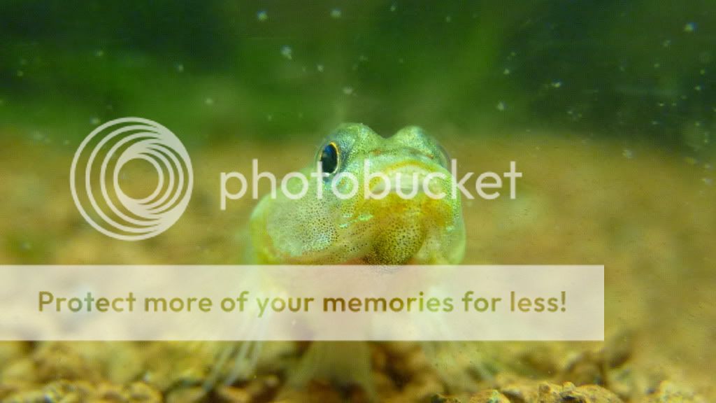 White Cheek Goby | Fish Forum