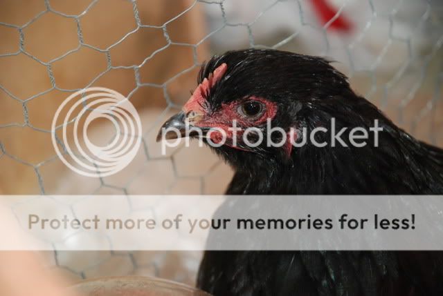 What color are your chicken's EYES? | BackYard Chickens - Learn How to ...