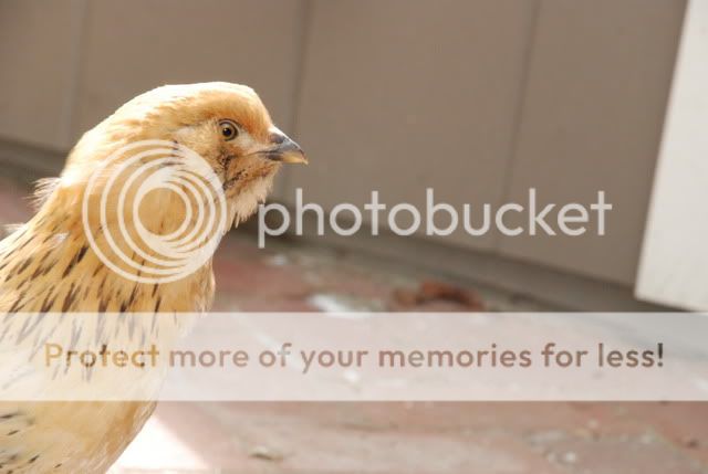 What color are your chicken's EYES? | BackYard Chickens - Learn How to ...